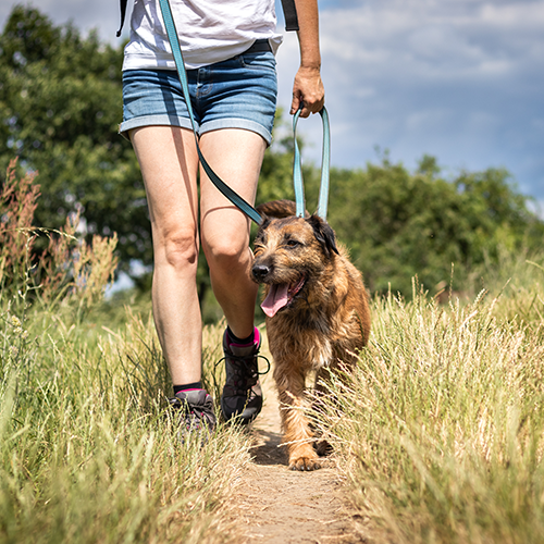 Dog Care Insurance Quotes and Cover | Howden Insurance